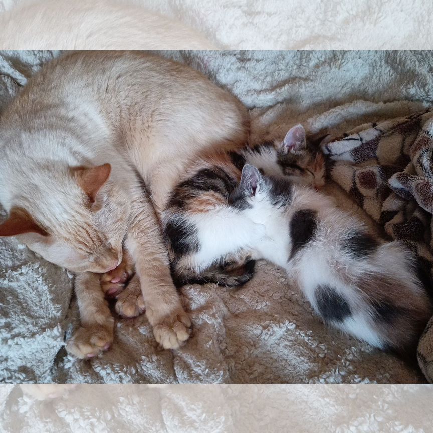 Две девочки ищут семьи, котята)