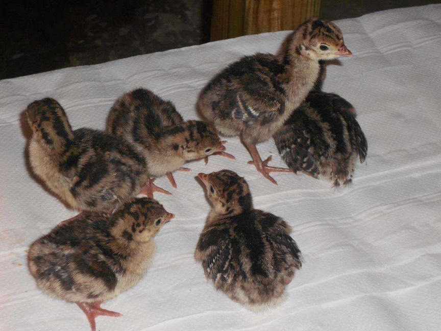 Индюшата и Индюшки