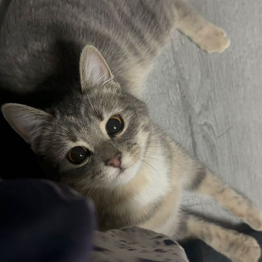 Кошечка