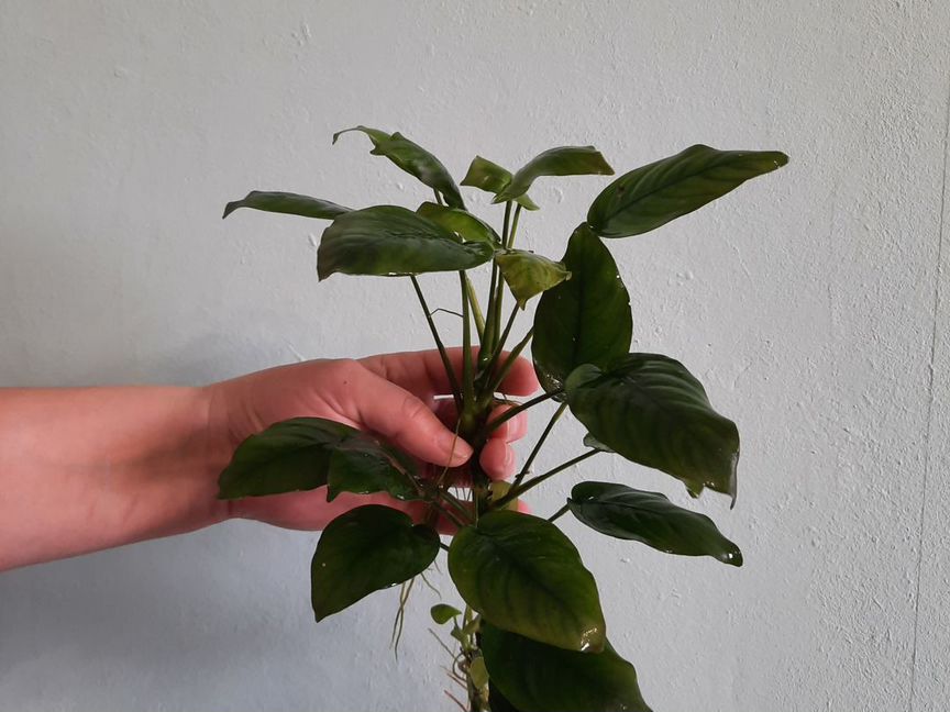 Продам анубиас