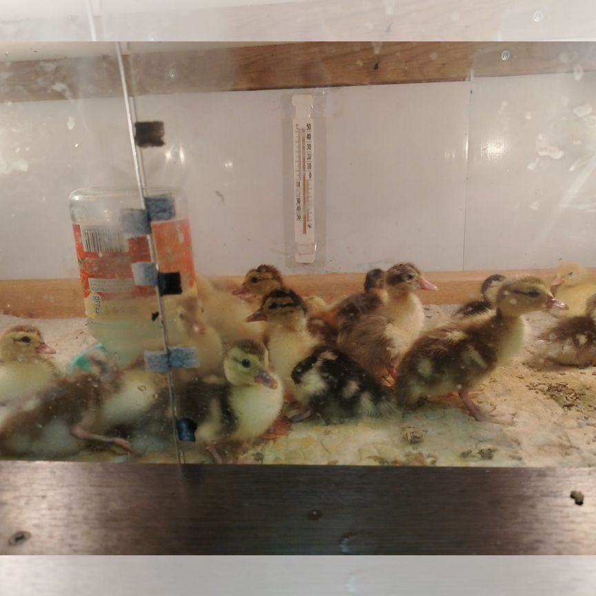 Утята индоутки