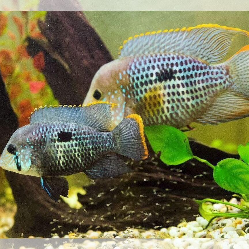 Акара бирюзовая