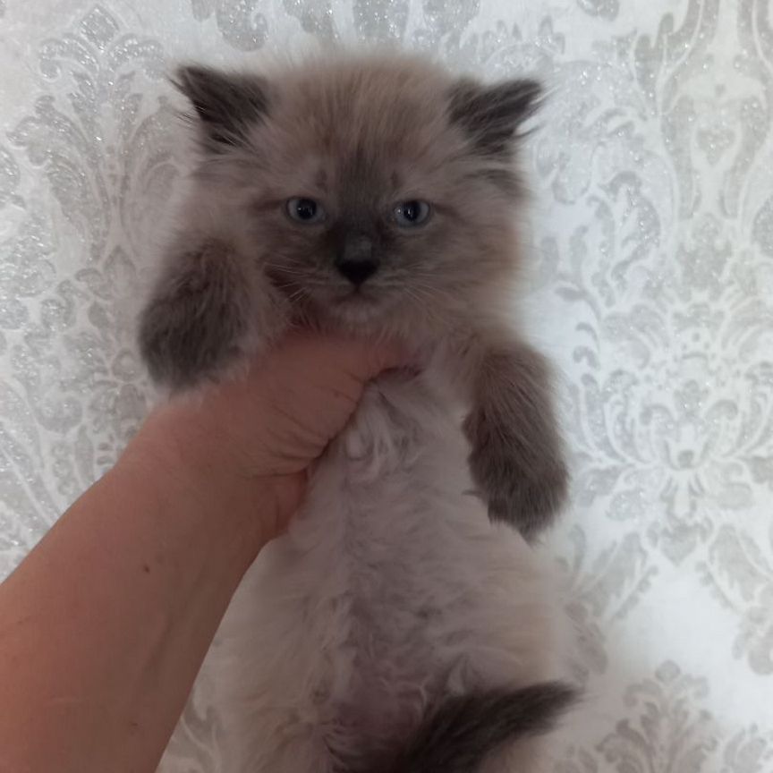 Невская маскарадная