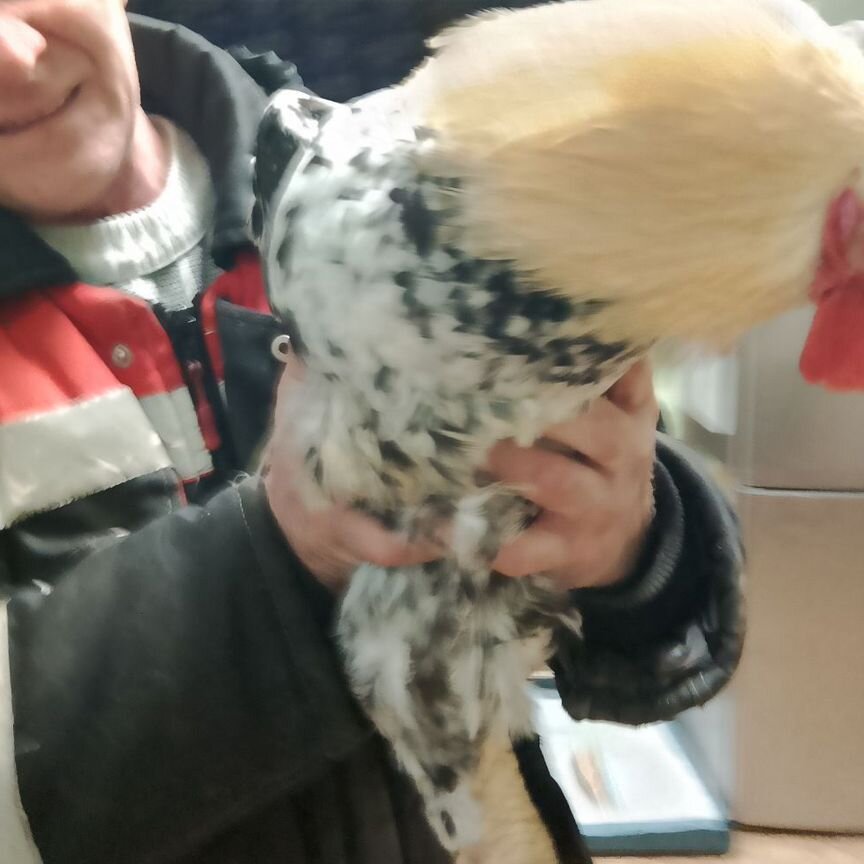 Продаются молодые петушки