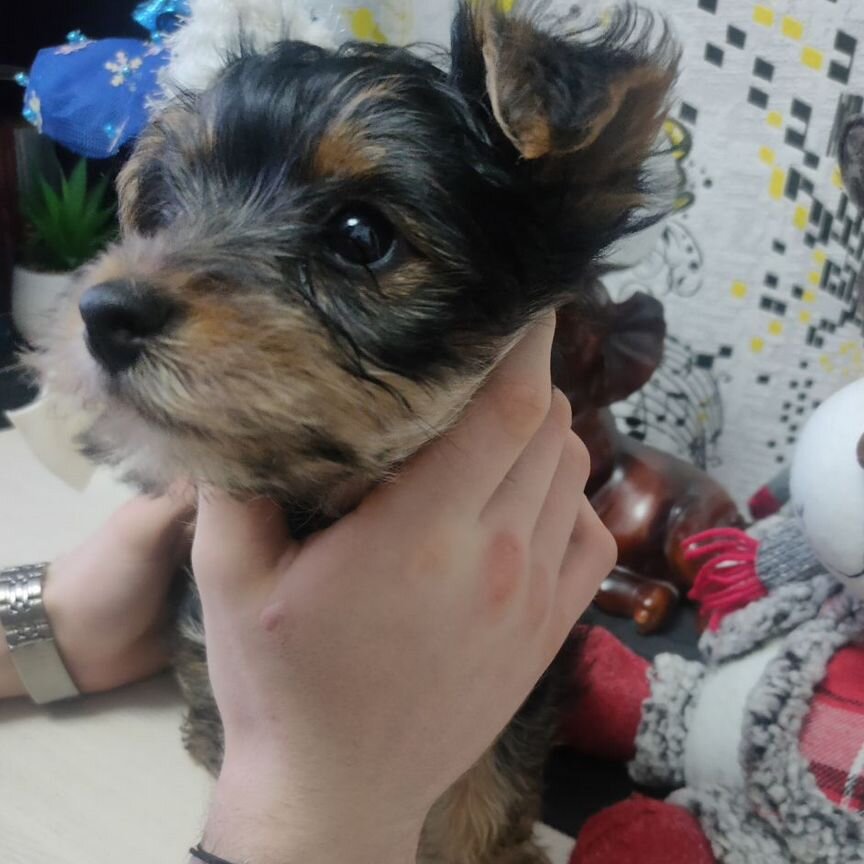 Йоркширский терьер мини щенки