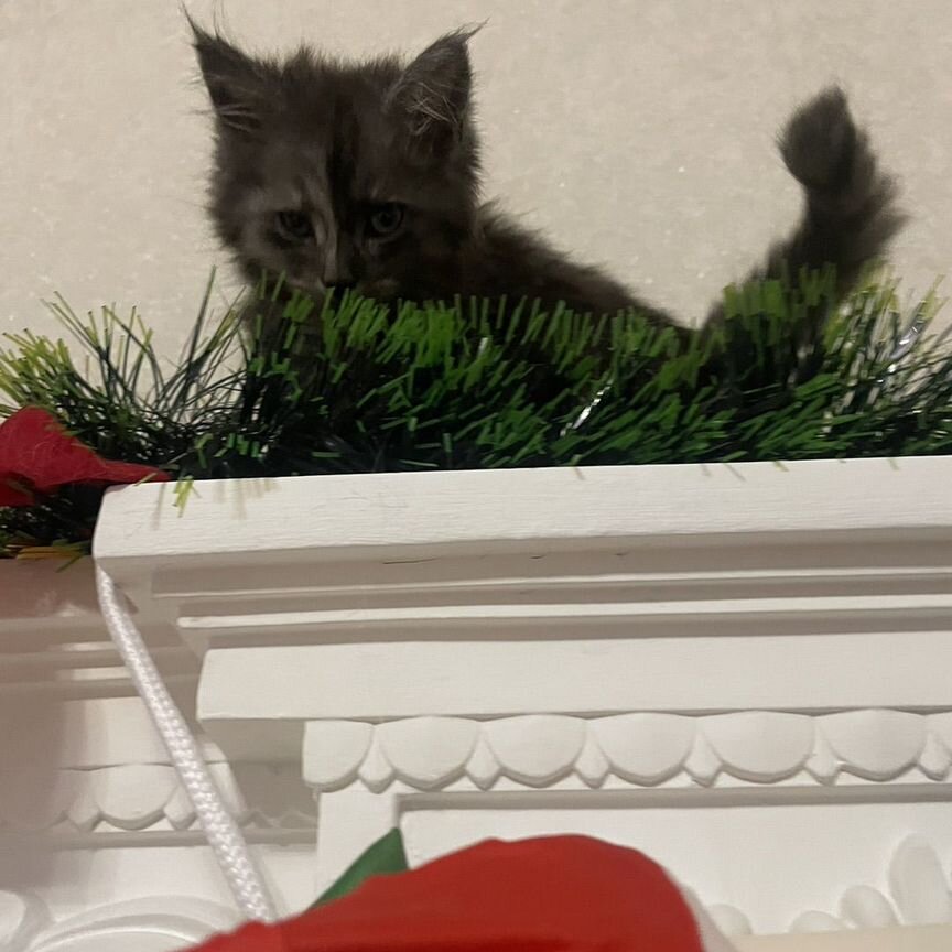 Котик мейкун