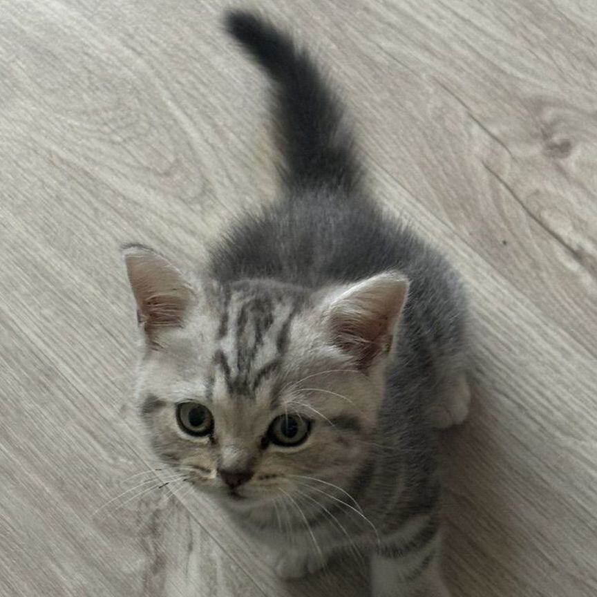 Шотландская прямоухая кот