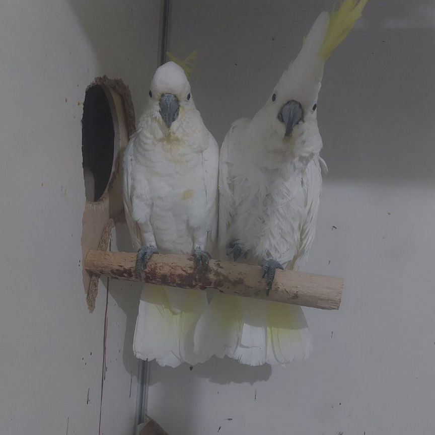 Пара попугаев какаду