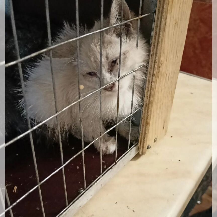 Тайский котёнок