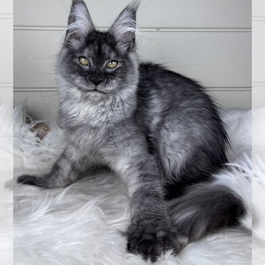 Мейн-кун котёнок