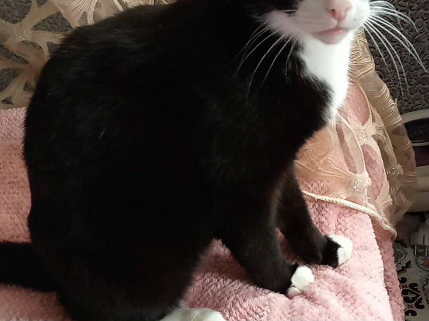 Кот