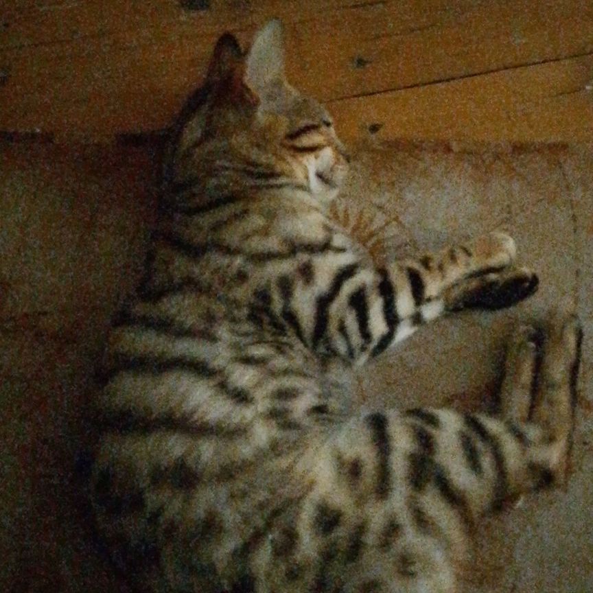 Ищу на случку кота бенгала