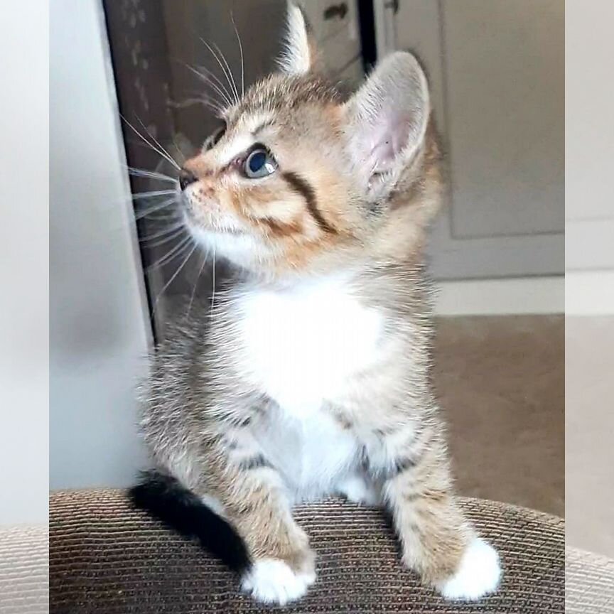 Котёнок в добрые руки