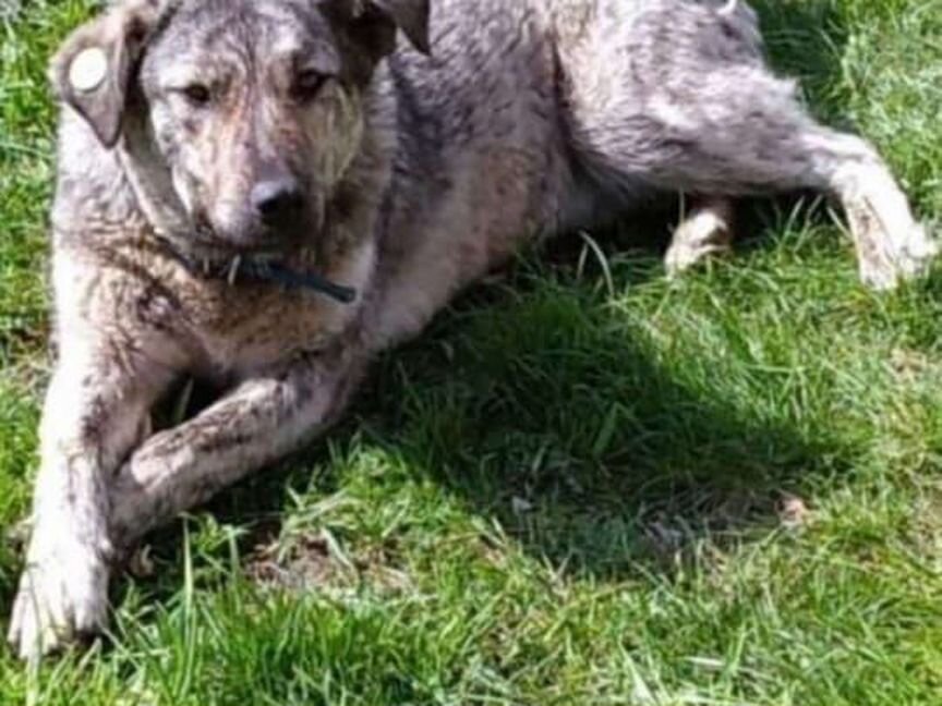 Собака в добрые руки