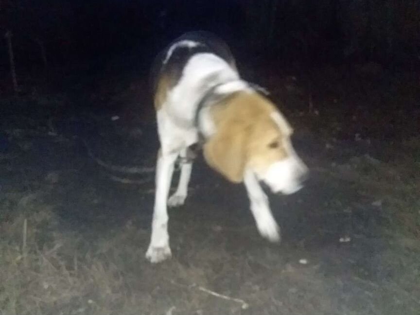 Собака