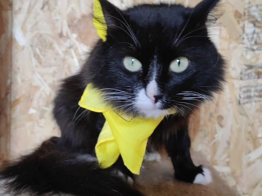 Кошечка Асти из приюта ищет дом