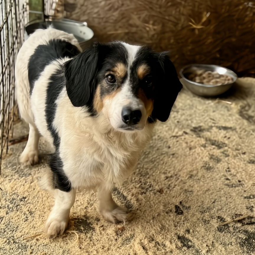 Взрослая собака в добрые руки