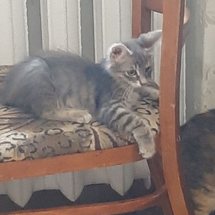 Котёнок 3,5 месяца