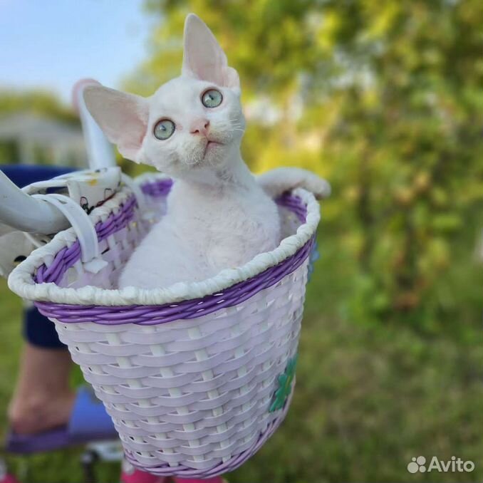 Девон-рекс котята полный пакет документов