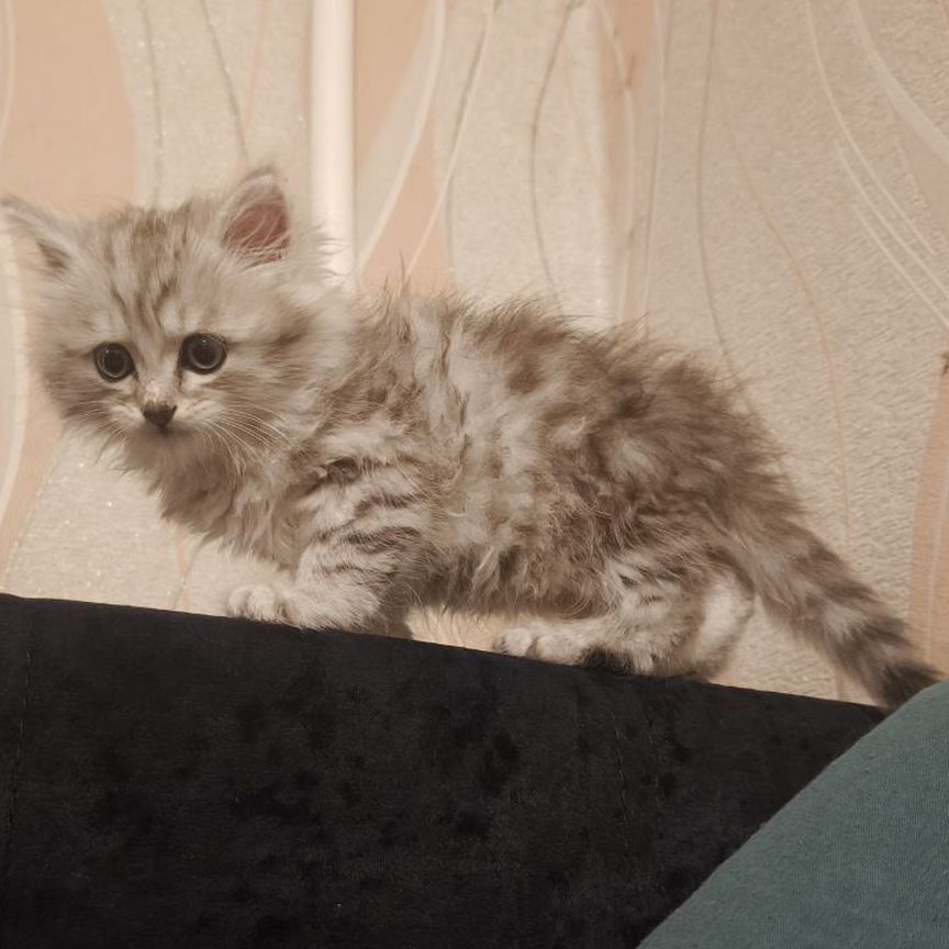 Отдам котёнка в добрые руки