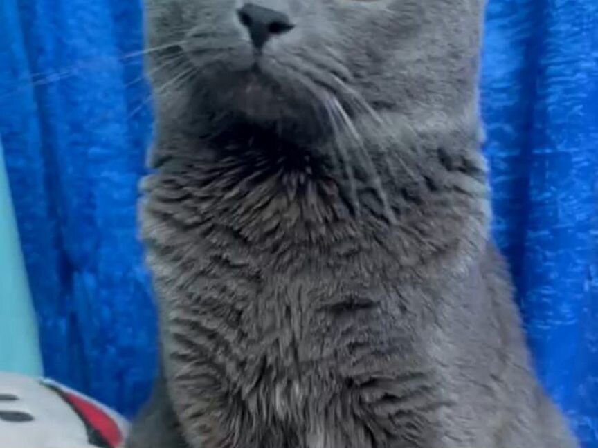 Котик мальчик русский голубой
