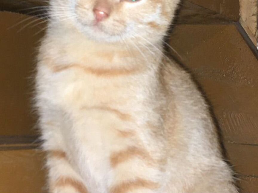 Рыжий котёнок