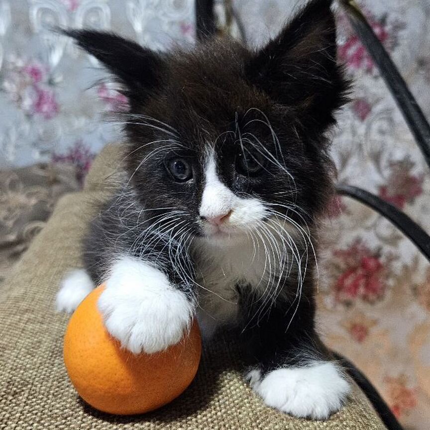 Мейн-кун котёнок
