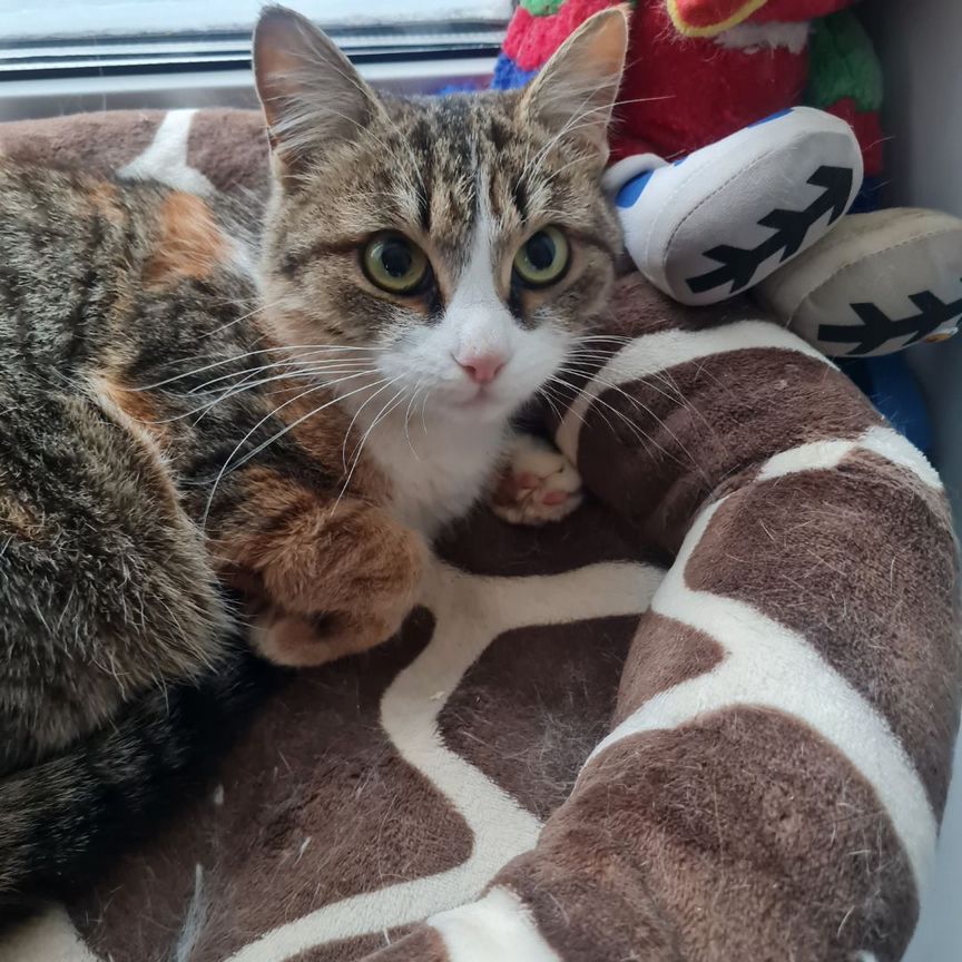 Кошечка Сима