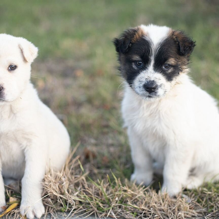 Щенки-медвежата в добрые руки