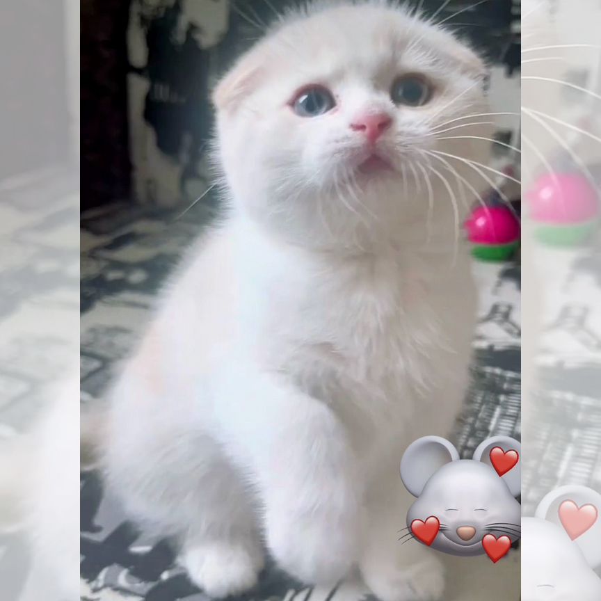 Шотландские котята из питомника