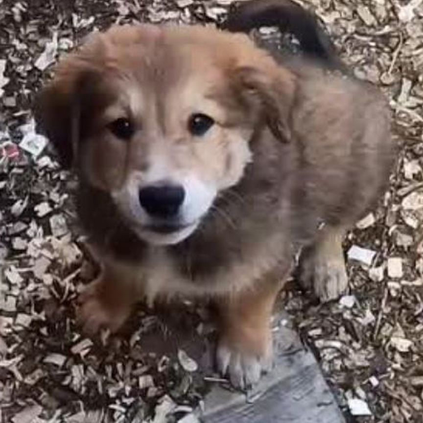 Щенок в добрые руки