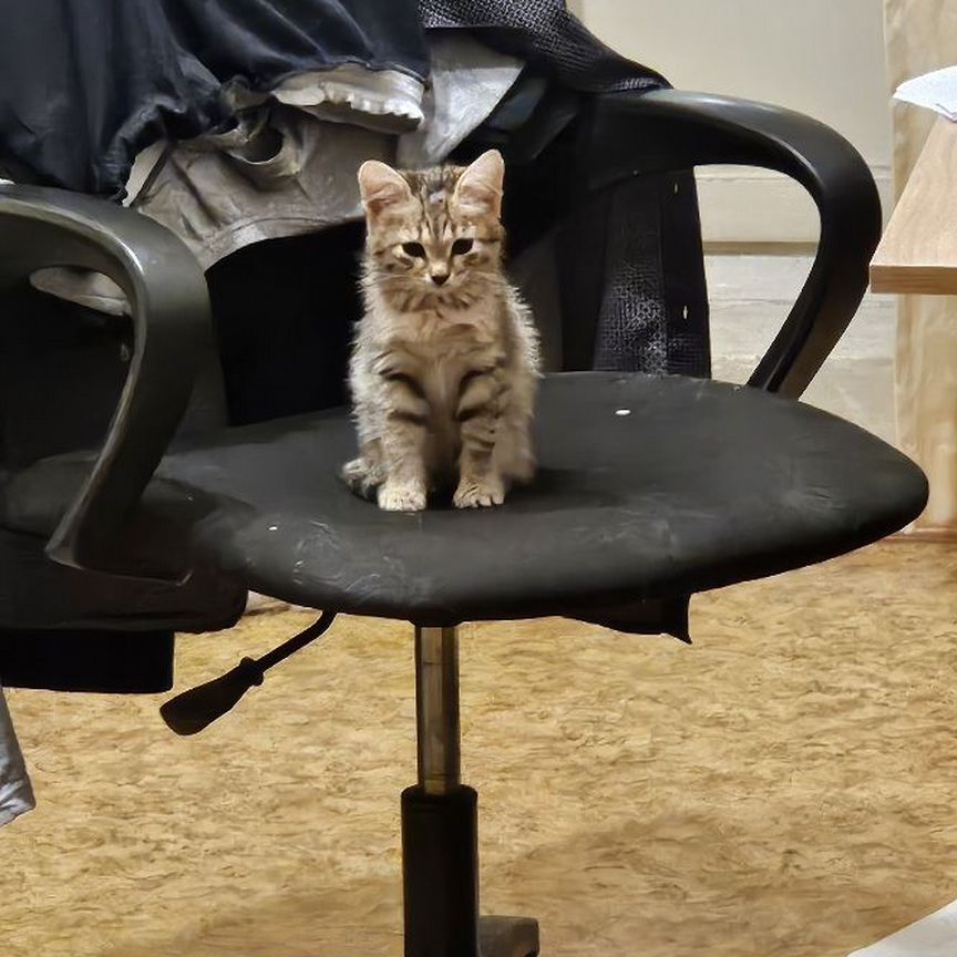 Отдам котенка