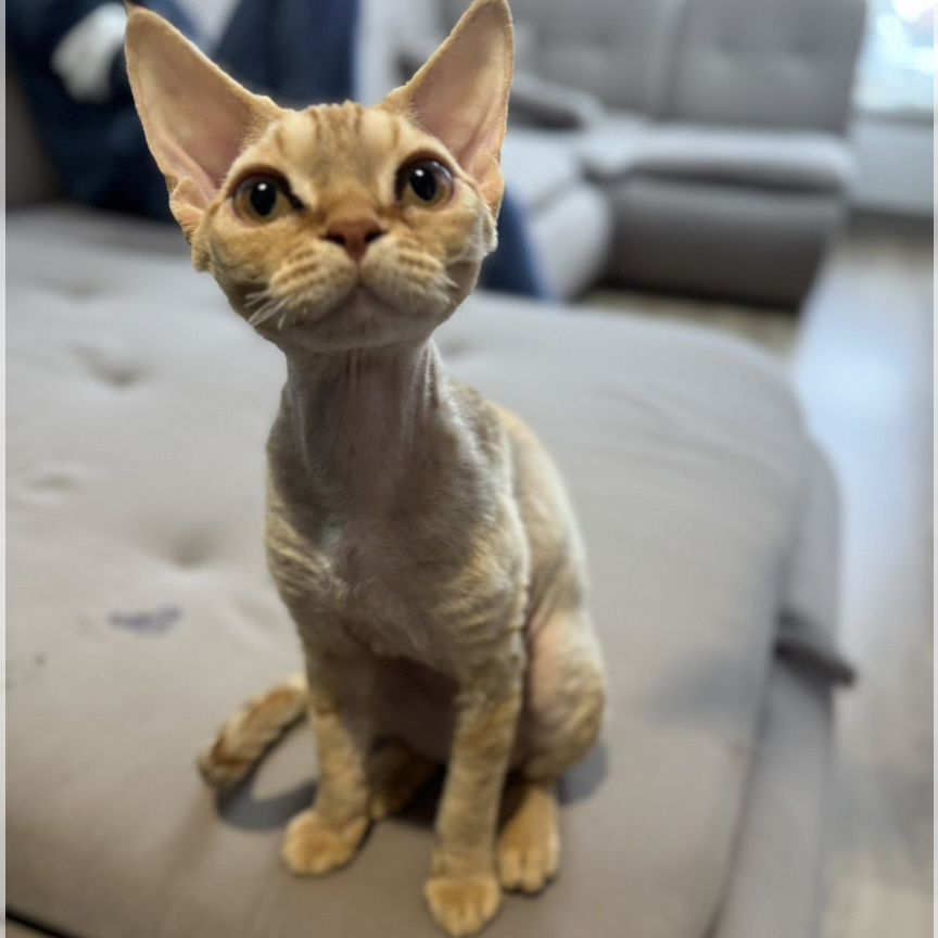Девон-рекс котёнок