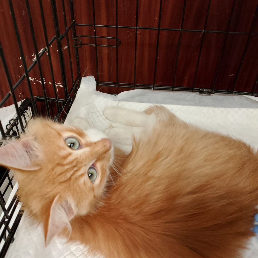 Рыжий котёнок сидит в клетке