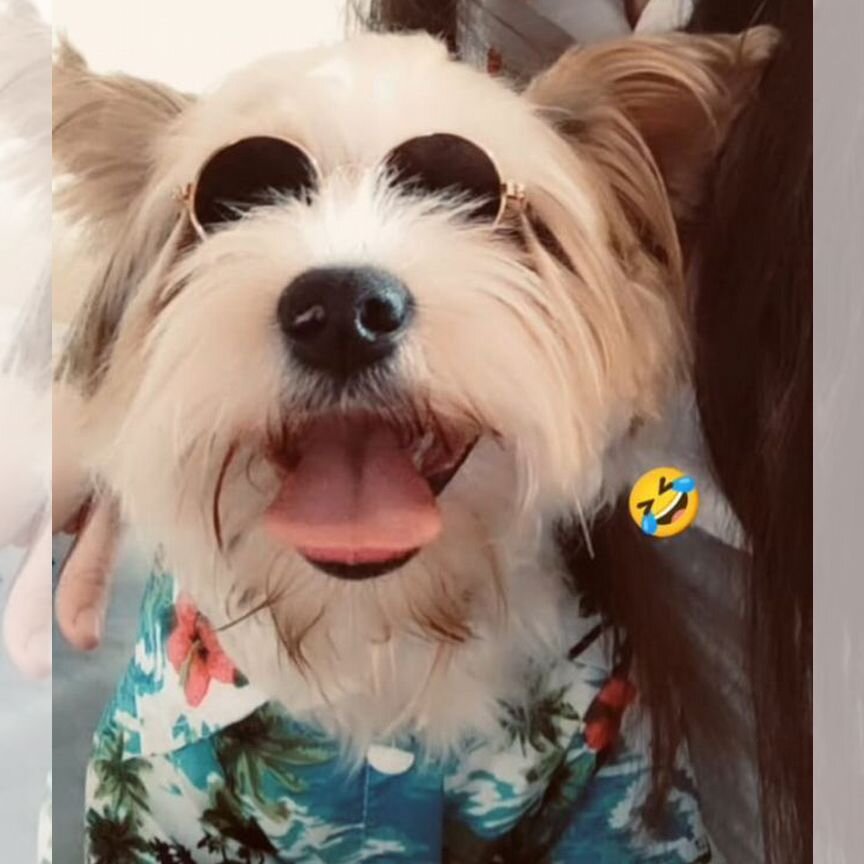 Бивер-йоркширский терьер, взрослая собака