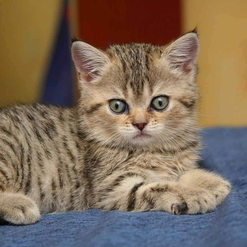 Британские котята