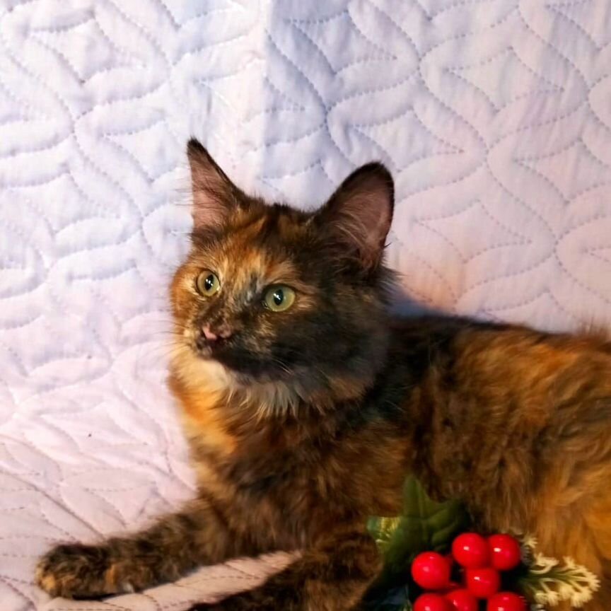 Пушистая Кроха ждет вас