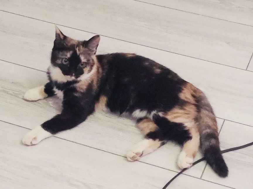Котенок Буся