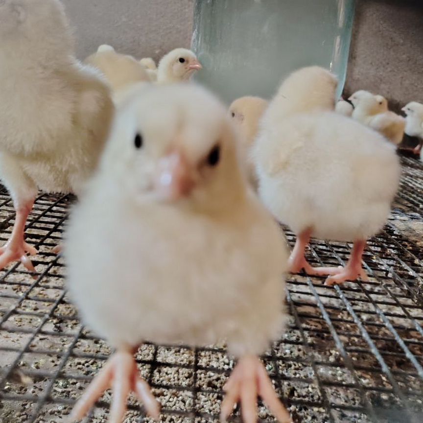 Цыплята бройлеры