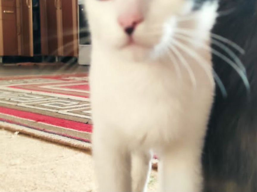 Котята отдам в добрые руки бесплатно
