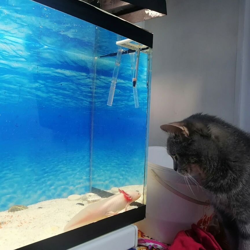 Аквариум 60л бу