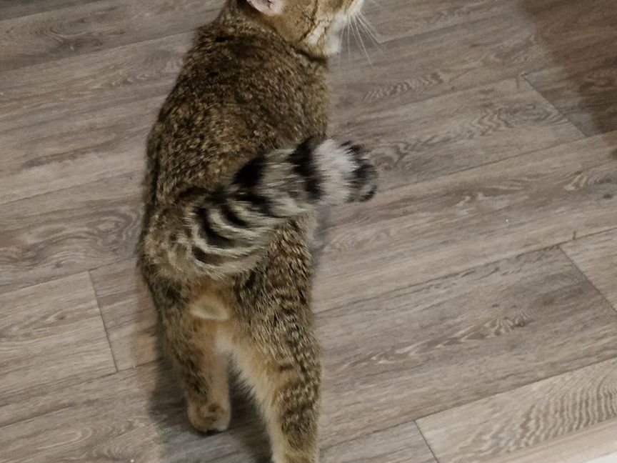 Оцикет домашний кот