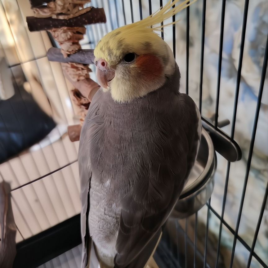 Попугай корелла с клеткой