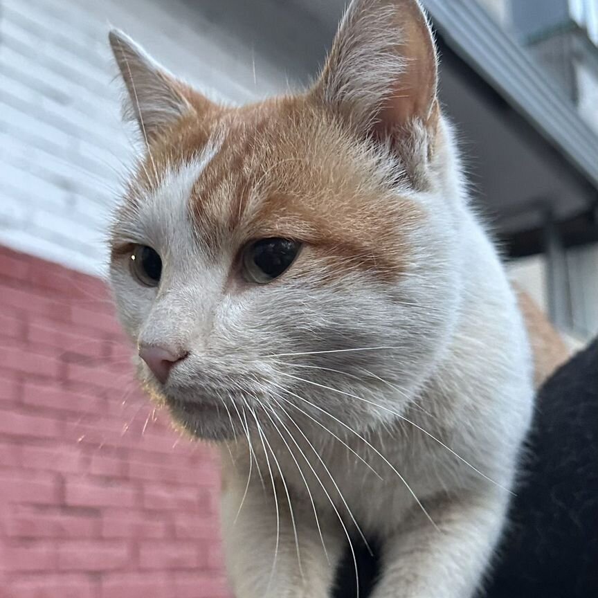 Очень ласковый кот
