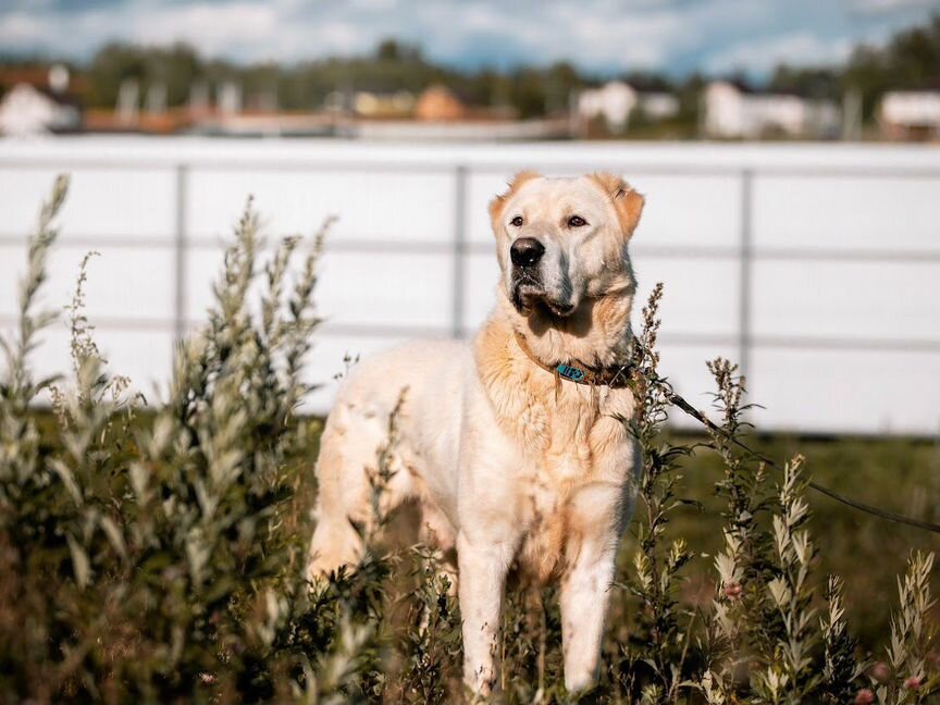 Собака Алабай в добрые руки бесплатно