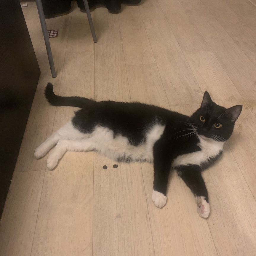 Коты в добрые руки