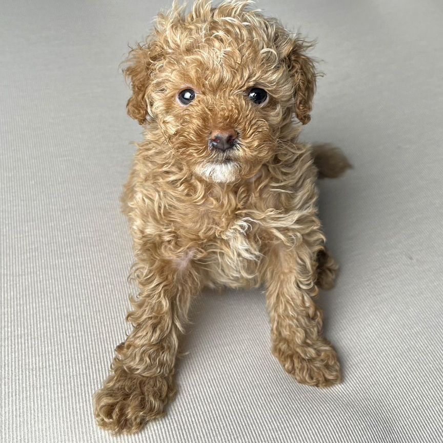 Малышка той пудель