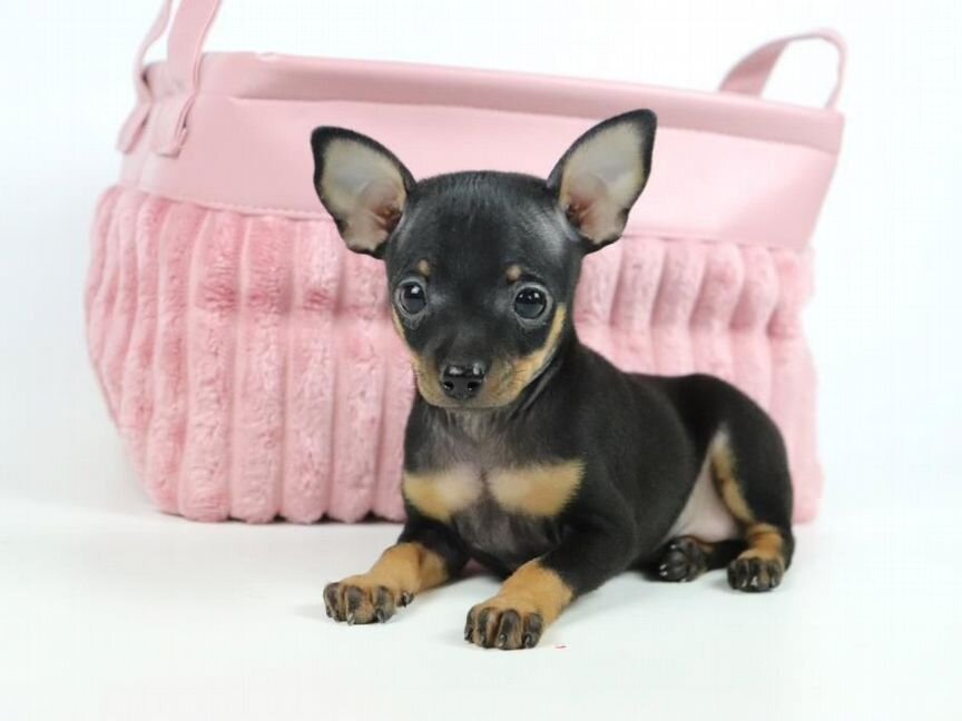 Той терьер щенок мальчик