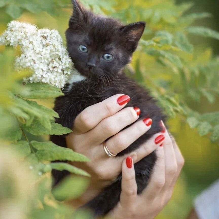 Черный котенок Чуня ищет дом