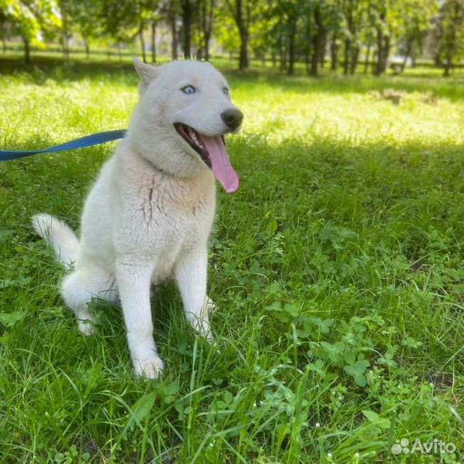 Голубоглазый Зефир, 7месяцев очень хочет в семью